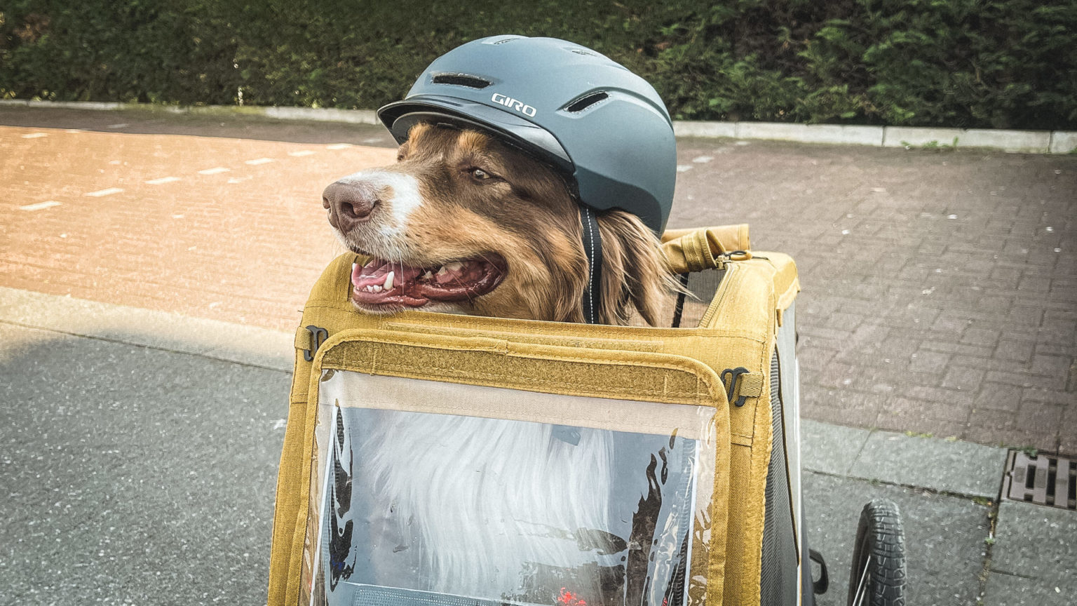 Croozer Dog Enna - 1074 KM Test und Erfahrungsbericht
